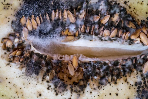 Rotten melon with fungus growing on the pulp. A closeup shot of fungus ...