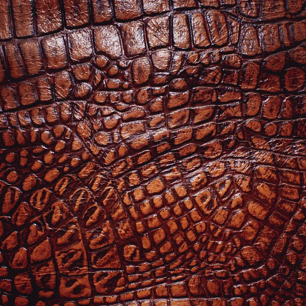 Crocodile skin texture — Stock Photo © DmitryRukhlenko #1083748