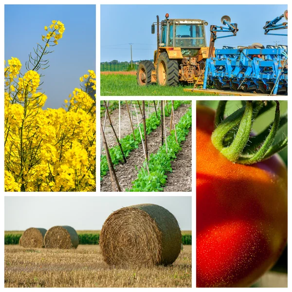 Agriculture collage Stock Photos, Royalty Free Agriculture collage ...