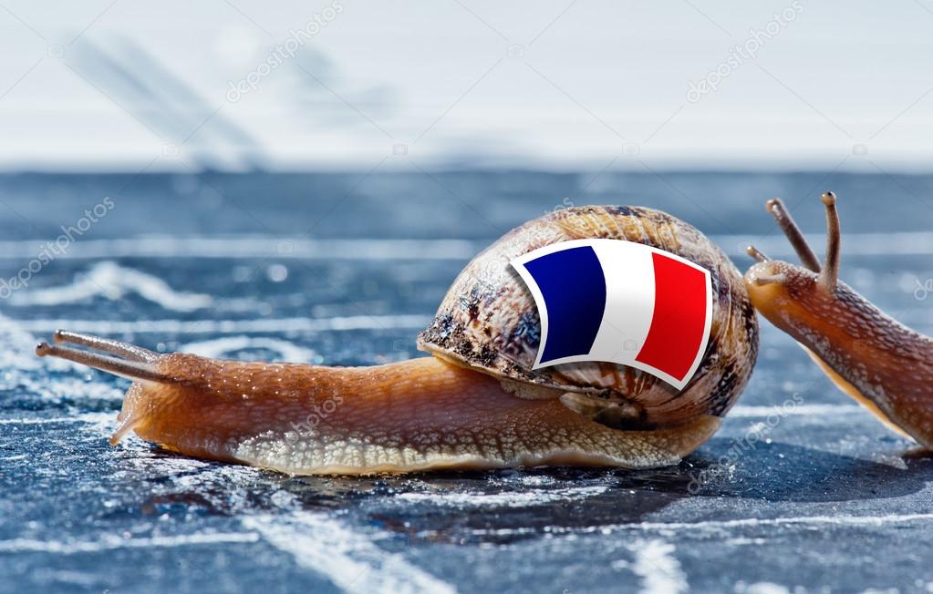 Snail with the colors of France flag encouraged by another country ...