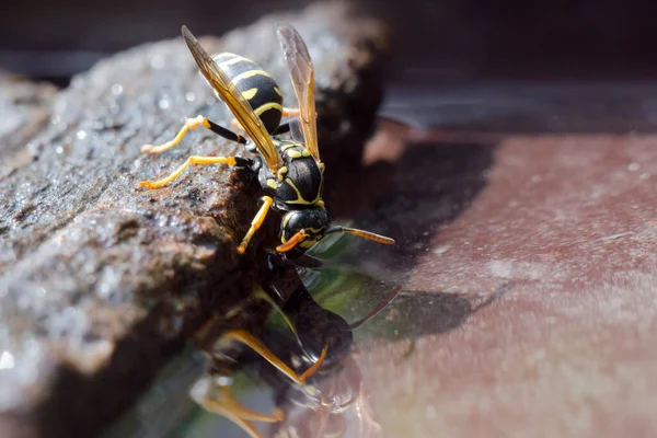 Wasp swam Stock Photos, Royalty Free Wasp swam Images | Depositphotos