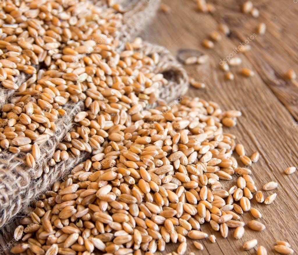 Semillas de trigo (granos)) 2024