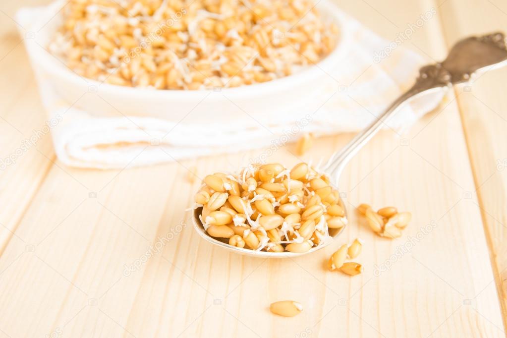 Semillas de trigo germinadas: fotografía de stock © Mizina #74379683 ...