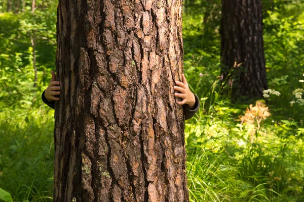 Human Hands Hug Wrap Tree Contact Man Nature Concept Ecology Stock