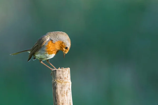 O Pisco-de-peito-ruivo ou simplesmente "Pisco"; Tambem chamado ...