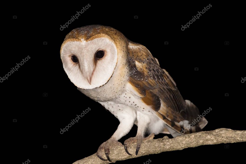 Coruja-das-torres, especie que pertence a familia dos Titonideos ...