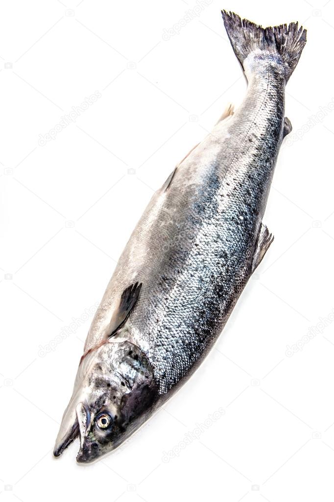 Atlantic Salmon whole fish. Stock Photo by ©west1 53362045
