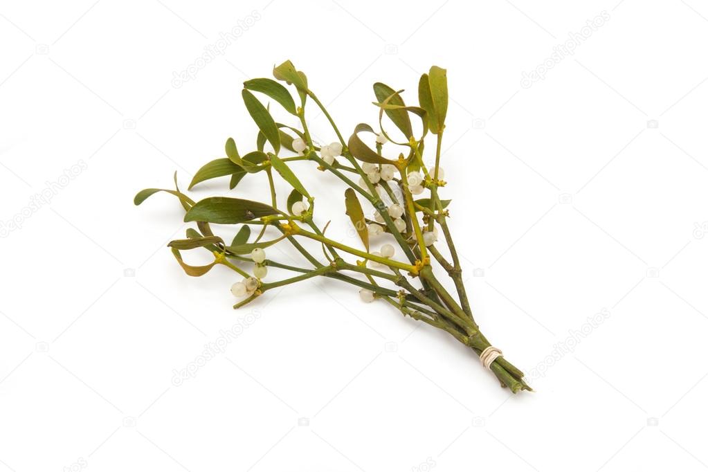 Bunch of mistletoe close up Stock Photo by ©west1 60701271
