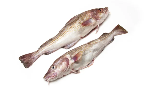 Whole cod fish Stock Photo by ©west1 66968351