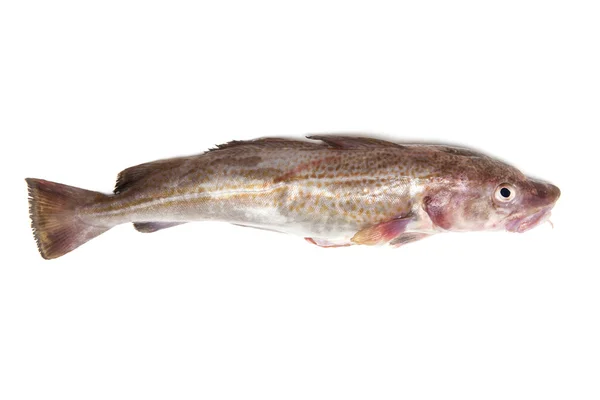 Whole cod fish Stock Photos, Royalty Free Whole cod fish Images ...