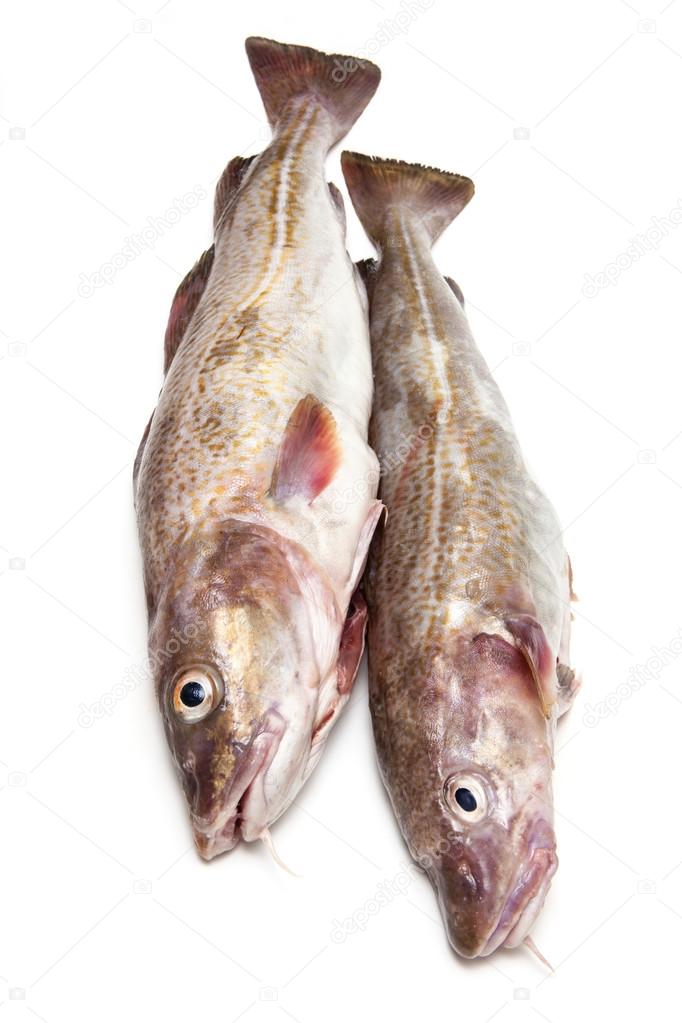 Couple of whole cod fish Stock Photo by ©west1 66968367