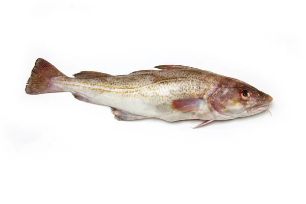 Whole cod fish Stock Photo by ©west1 66968351