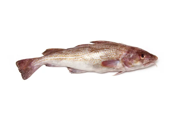 Whole cod fish Stock Photo by ©west1 66968351