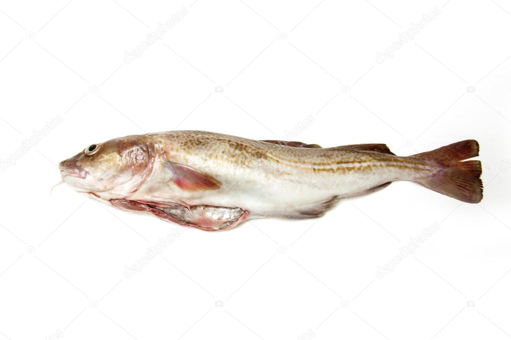 Whole cod fish Stock Photo by ©west1 68247831