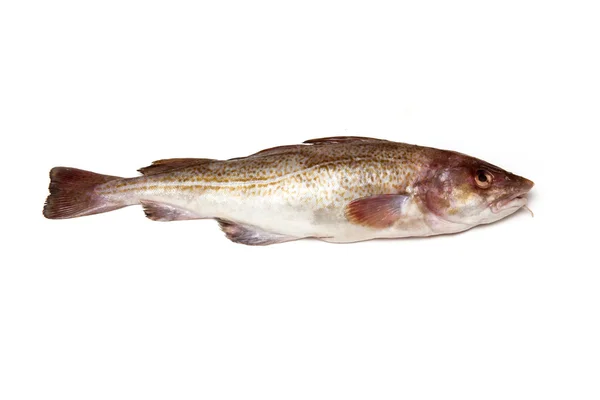 Whole cod fish Stock Photo by ©west1 66968351
