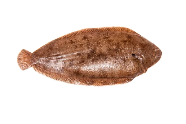 Pez lenguado fotos de stock, imágenes de Pez lenguado sin royalties ...