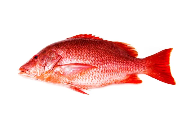 Sankara Fish