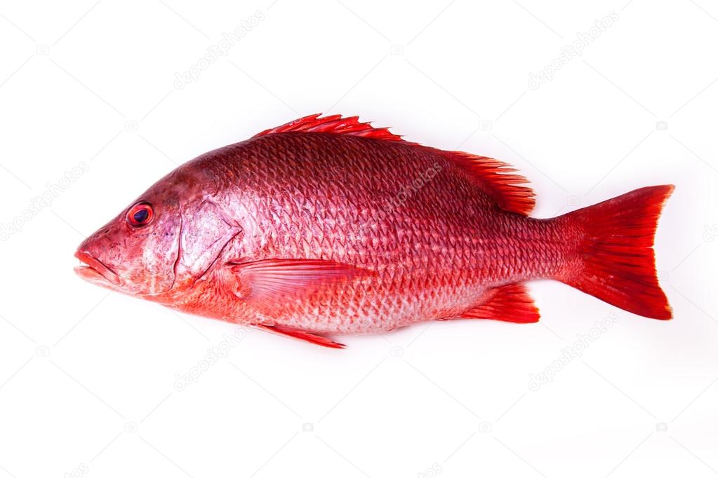 Red Snapper fish isolated on a white studio background. Stock Photo by ...
