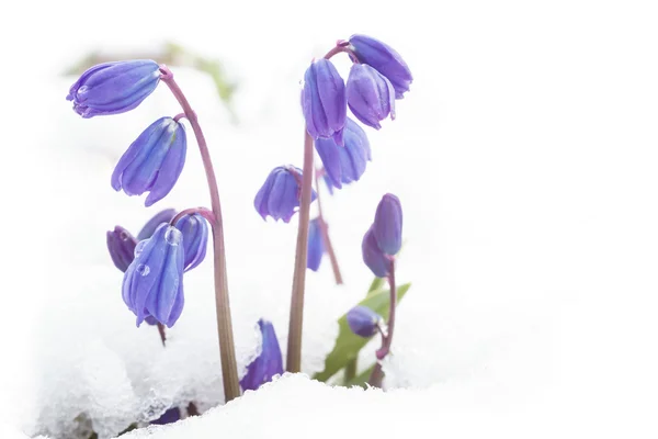 Fleurs de perce neige et violet images libres de droit, photos de ...