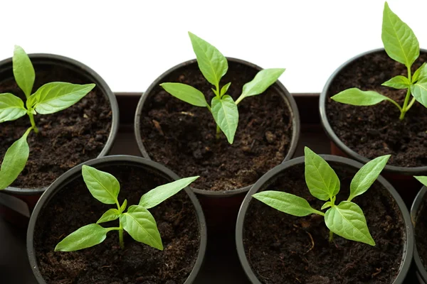 Cultivation of seedling Stock Photos, Royalty Free Cultivation of ...