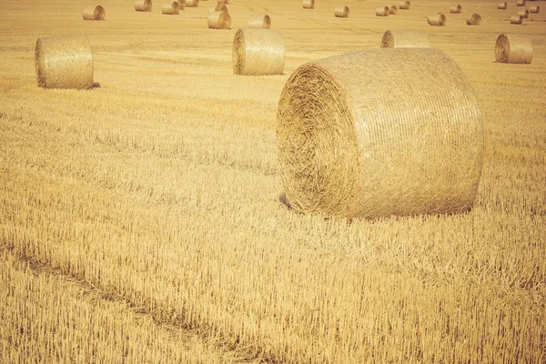 Hay Field Texture