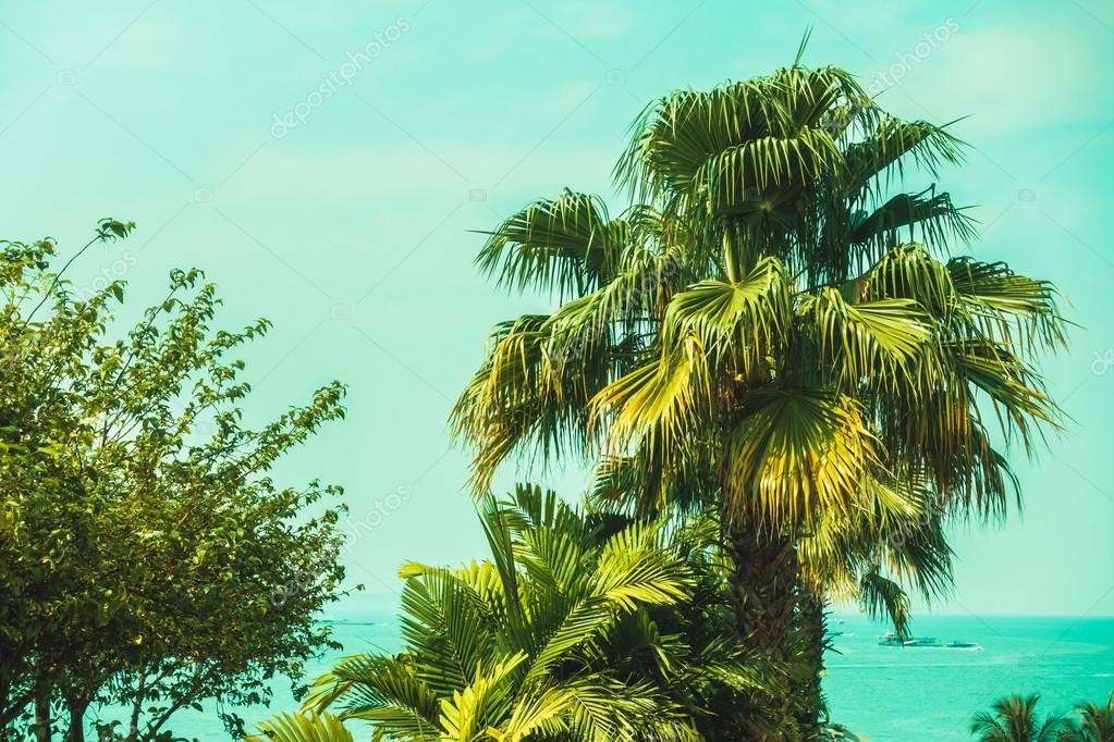 Beautiful palm tree Stock Photo by ©mrsiraphol 102629190