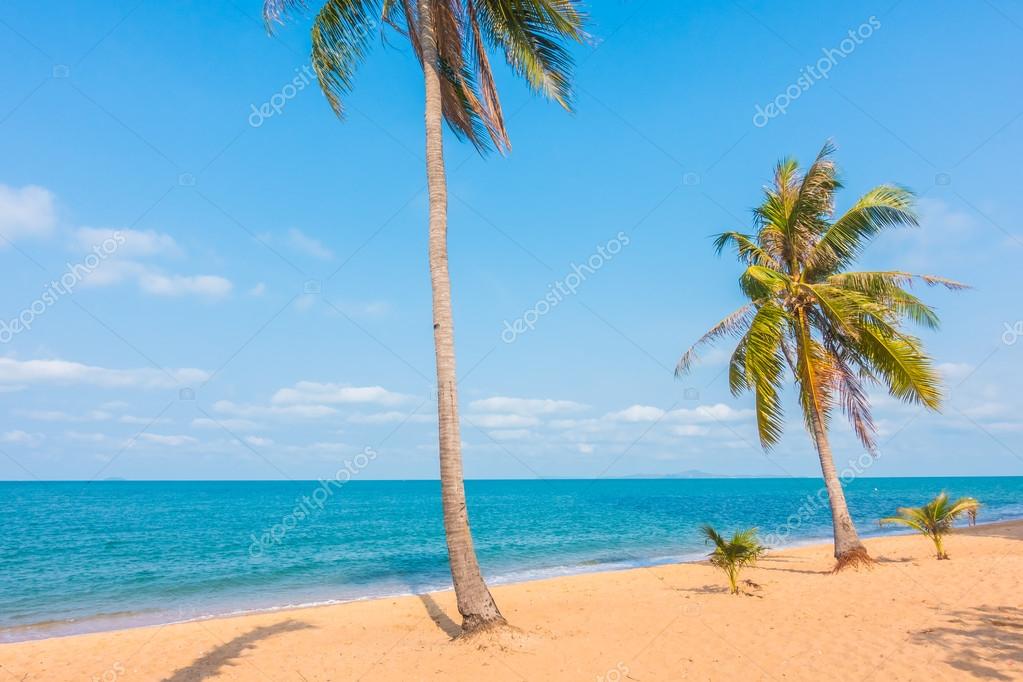 Coconut tree on the beach Stock Photo by ©mrsiraphol 105903342