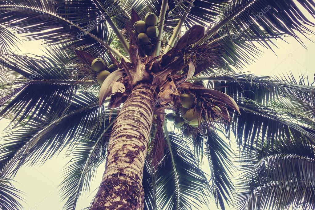 Vintage coconut palm tree Stock Photo by ©mrsiraphol 110456226