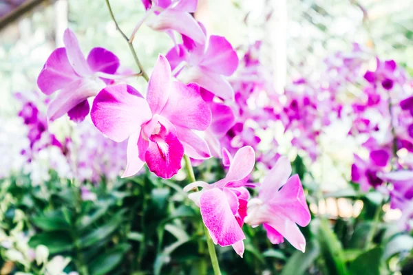 Orchidea rajz Stock Photos, Royalty Free Orchidea rajz Images ...