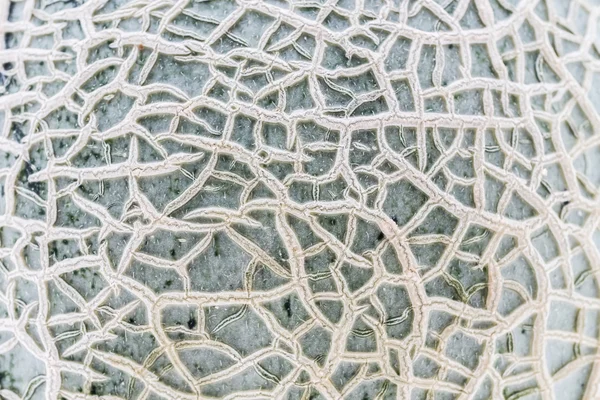 Biology texture Stock Photos, Royalty Free Biology texture Images ...