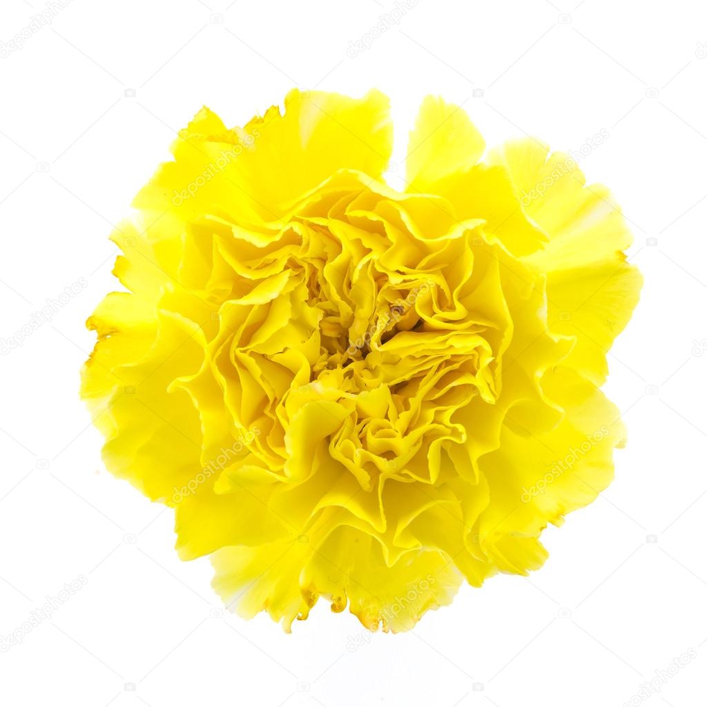 Yellow carnation flower Stock Photo by ©mrsiraphol 61005449