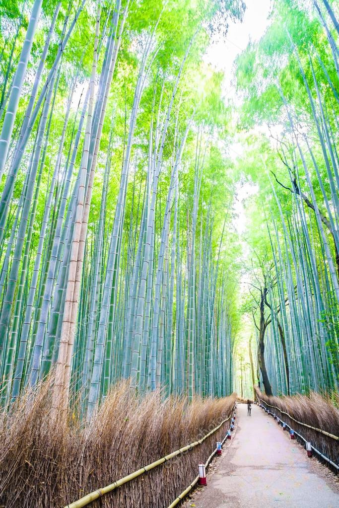 Beautiful Bamboo forest — Stock Photo © mrsiraphol #92088566