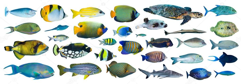 Tropical fish collection Stock Photo by ©stockfoto-graf 81261892