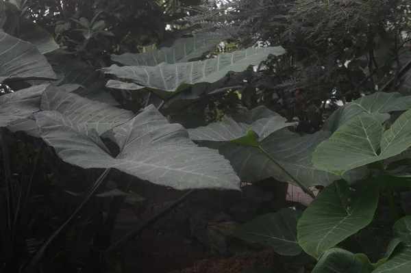 Milo plant Stock Photos, Royalty Free Milo plant Images | Depositphotos