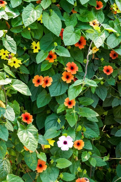 Climber border Stock Photos, Royalty Free Climber border Images ...