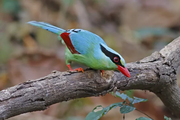 Common green magpie Cissa chinensis Birds of Thailand - Stock Image ...