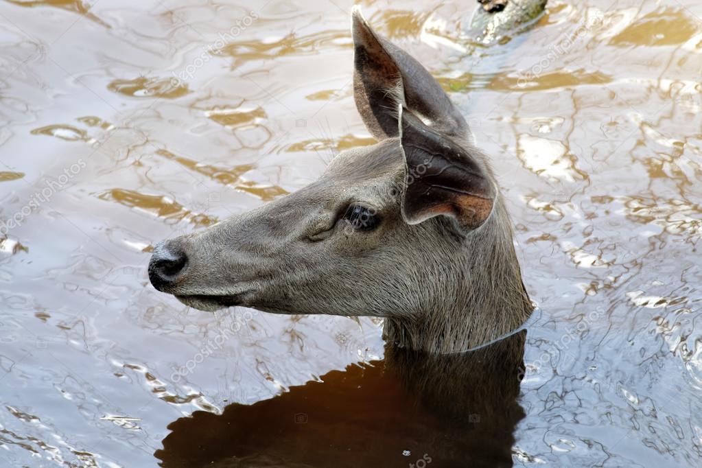 The Female Sambar deer Rusa unicolor — Stock Photo © assoonas #76054073