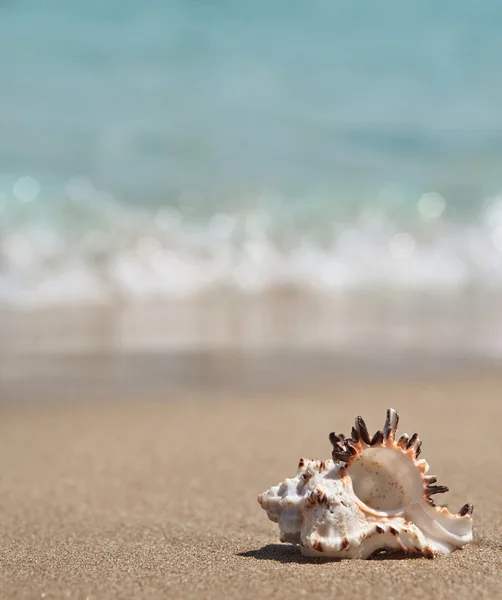 Sea shells on sand beach — Stock Photo © Tihon6 #6194291