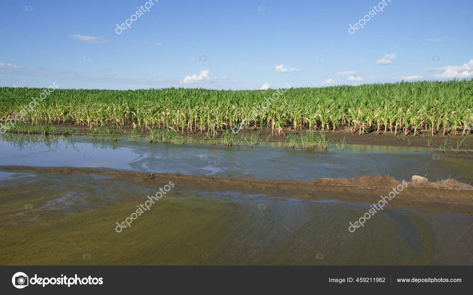 Water Flooded Corn Crops Flooding Agricultural Areas Scenery — Stock ...