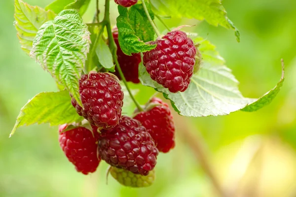Raspberries Stock Photos, Royalty Free Raspberries Images | Depositphotos