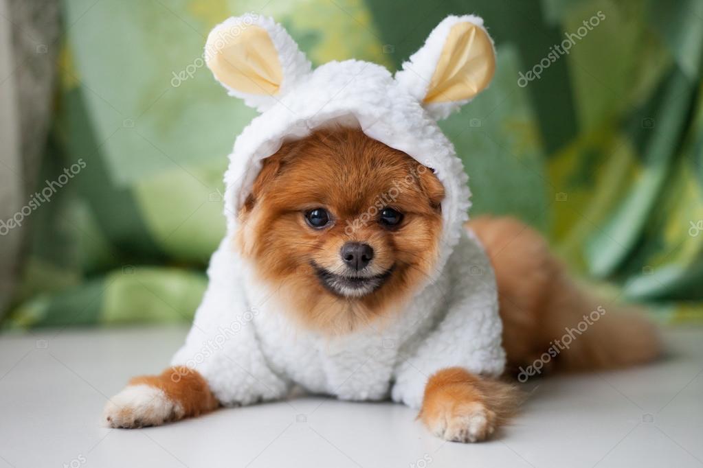 Pomeranians Funny And Cute