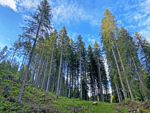 Temperate coniferous forests Stock Photos, Royalty Free Temperate ...