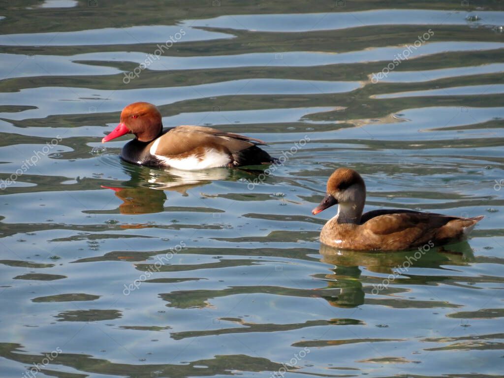 La avecilla de cresta roja (Netta rufina), die Kolbenente o Patka ...