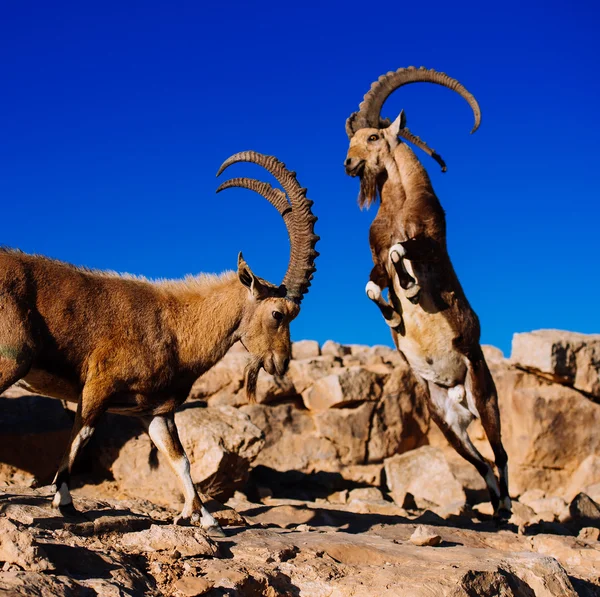 Ibex Fighting