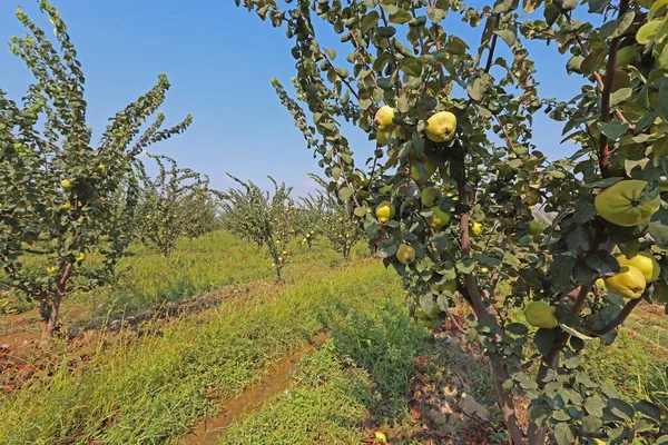 Fruits field Stock Photos, Royalty Free Fruits field Images | Depositphotos