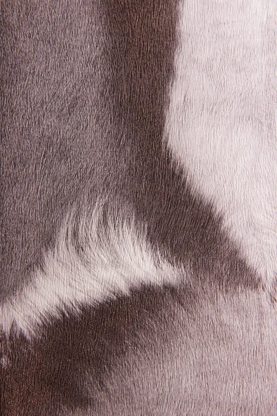 Sable fond et texture Stock Photos, Royalty Free Sable fond et texture ...