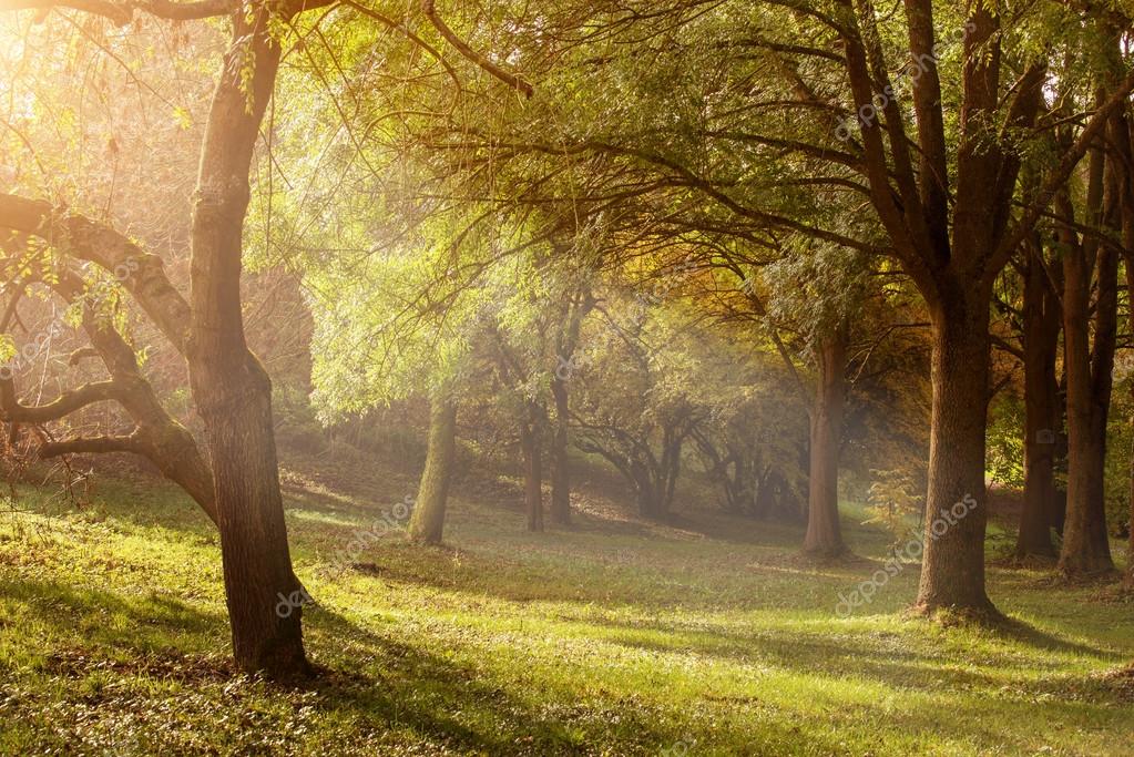Light Rays Through Trees