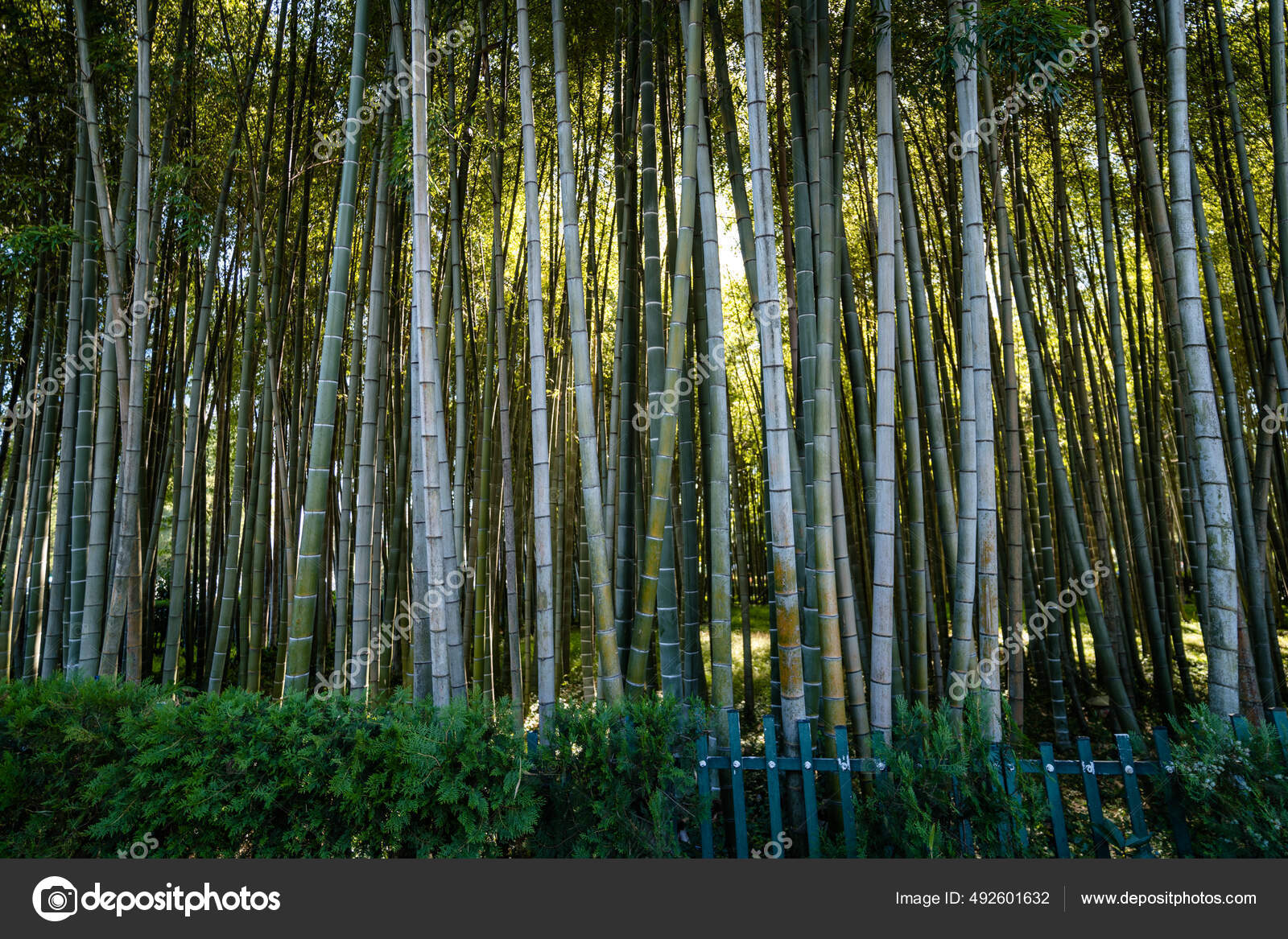 Bamboo Grove Texture Tall Bamboo Trees — Stock Photo © goffkein #492601632