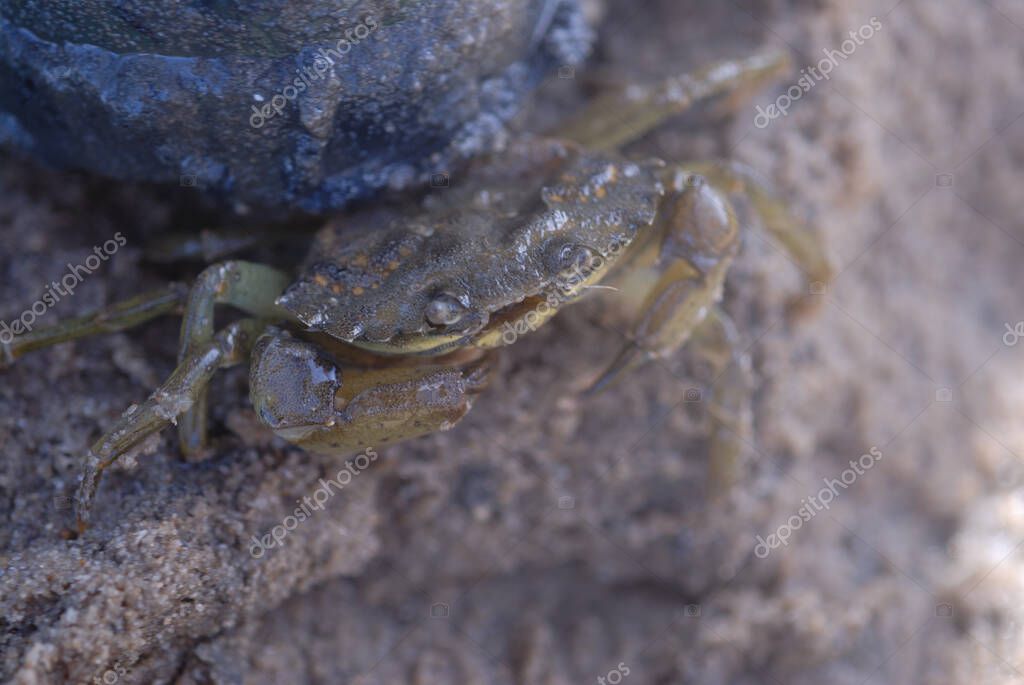 Los cangrejos son crustáceos decápodos del infraorden Brachyura, que ...