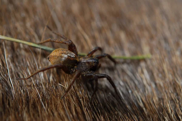 Eight legs Stock Images - Search Stock Images on Everypixel